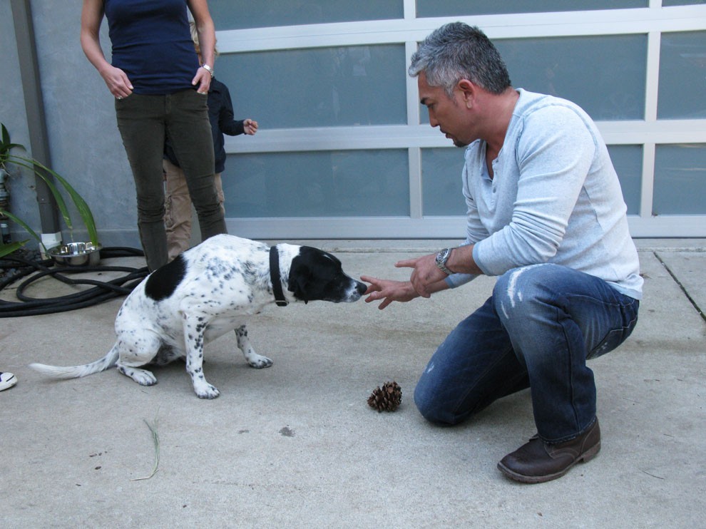 Cesar Millan - Dog Trainer