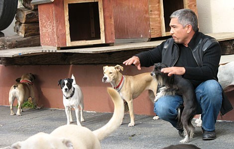 Cesar Millan - Dog Trainer