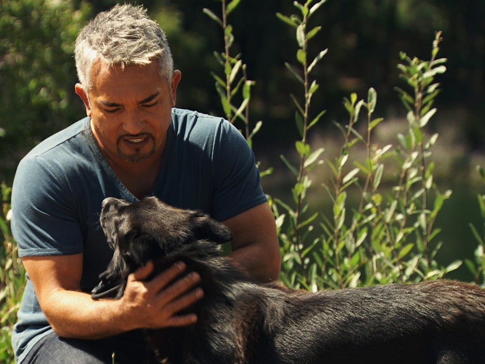 Cesar Millan - Dog Trainer