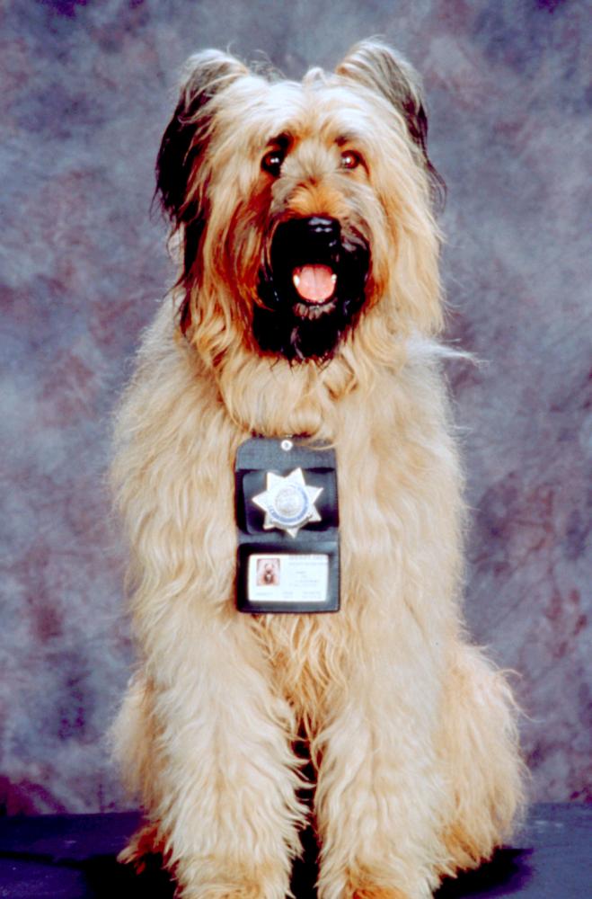 Top Dog (1995 film) - Alchetron, The Free Social Encyclopedia